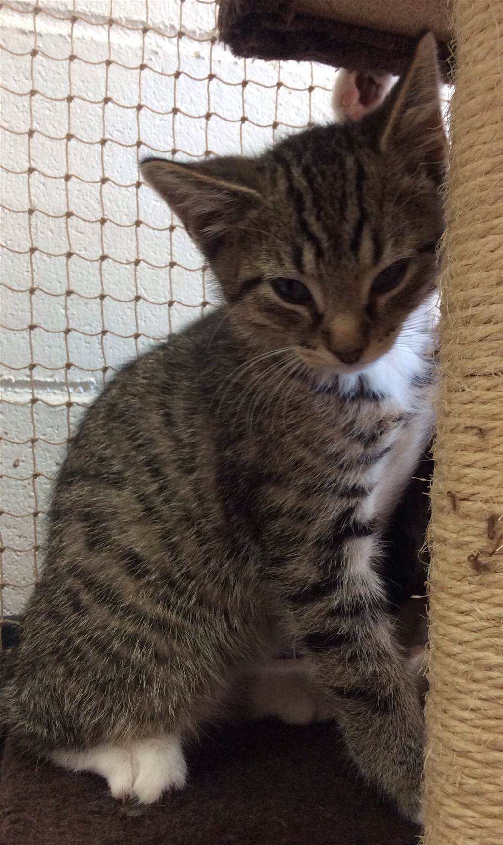 Tiger - Male Domestic Short Hair Mix Cat in QLD - PetRescue