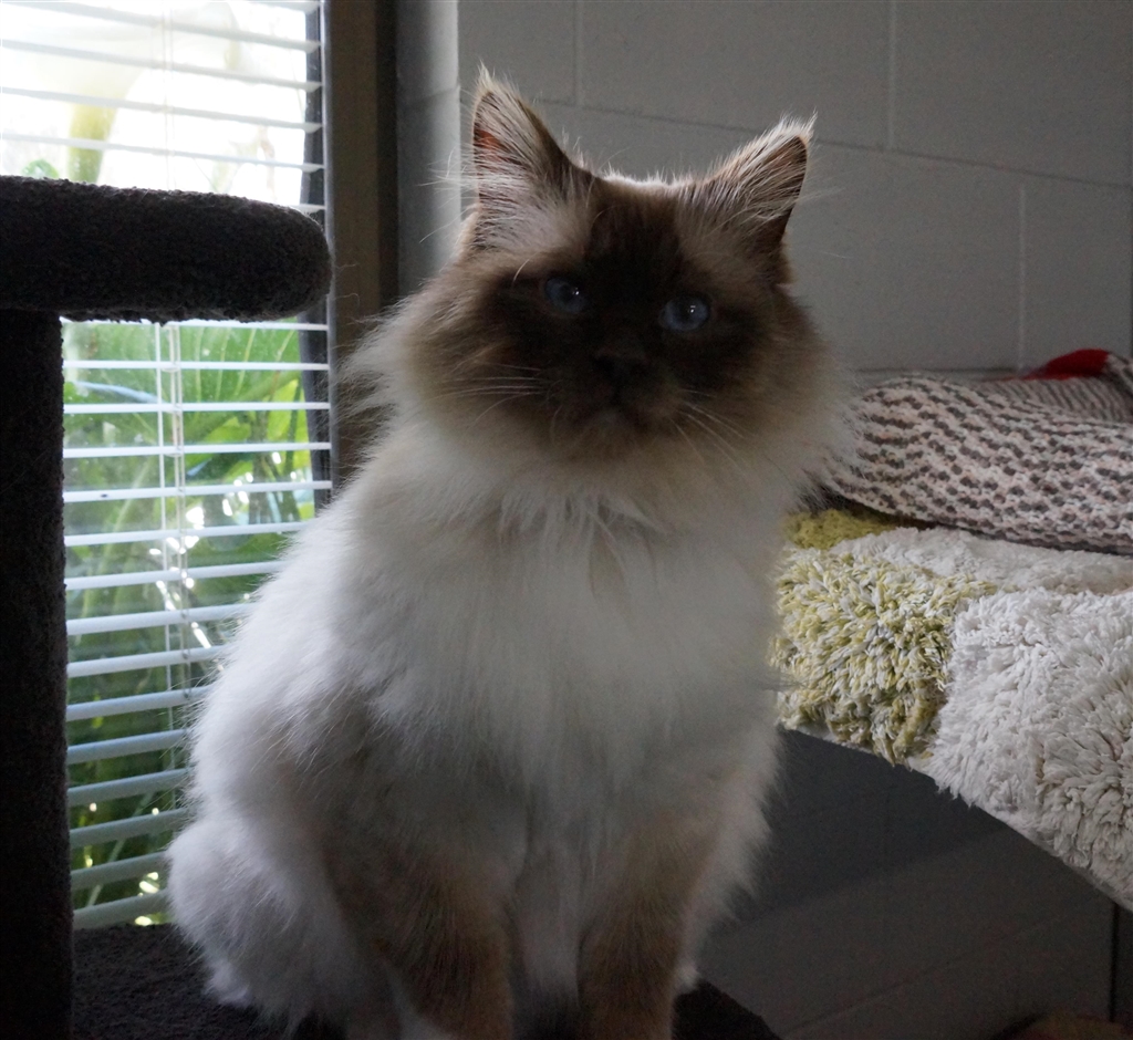Andy - Male Birman Mix Cat in TAS - PetRescue