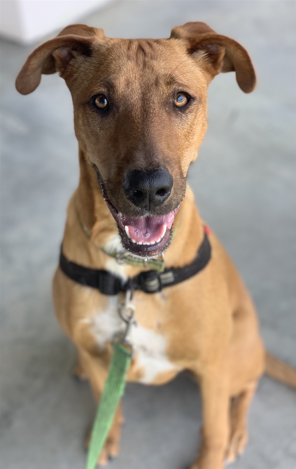 Cara - Large Female Rhodesian Ridgeback Mix Dog in QLD - PetRescue