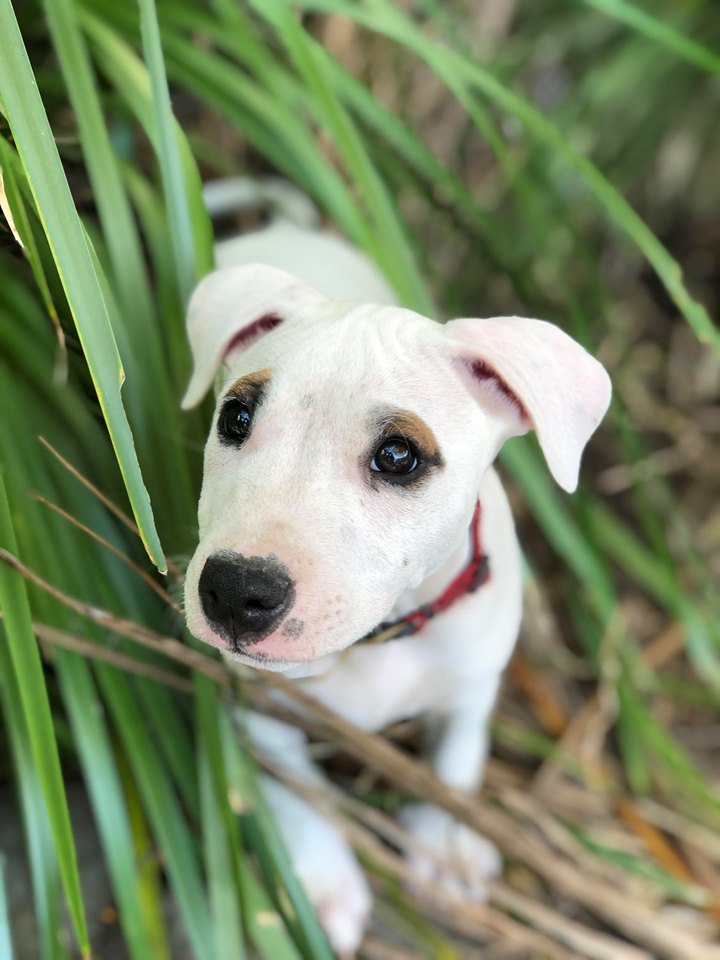 Braxton - Medium Male Staffordshire Bull Terrier Mix Dog in QLD - PetRescue