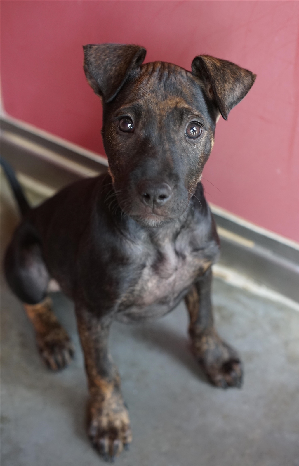 Doris - Medium Female Rottweiler x American Staffordshire Bull Terrier ...