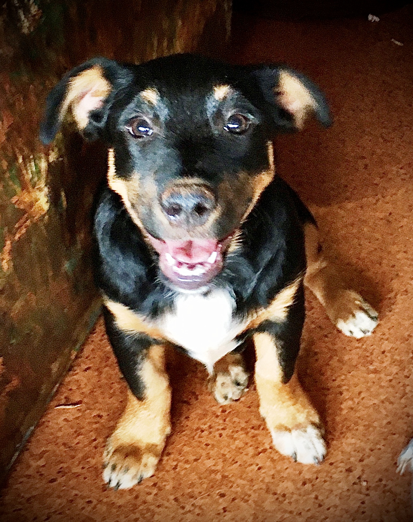 Jill - Small Female Mixed Dog in VIC - PetRescue