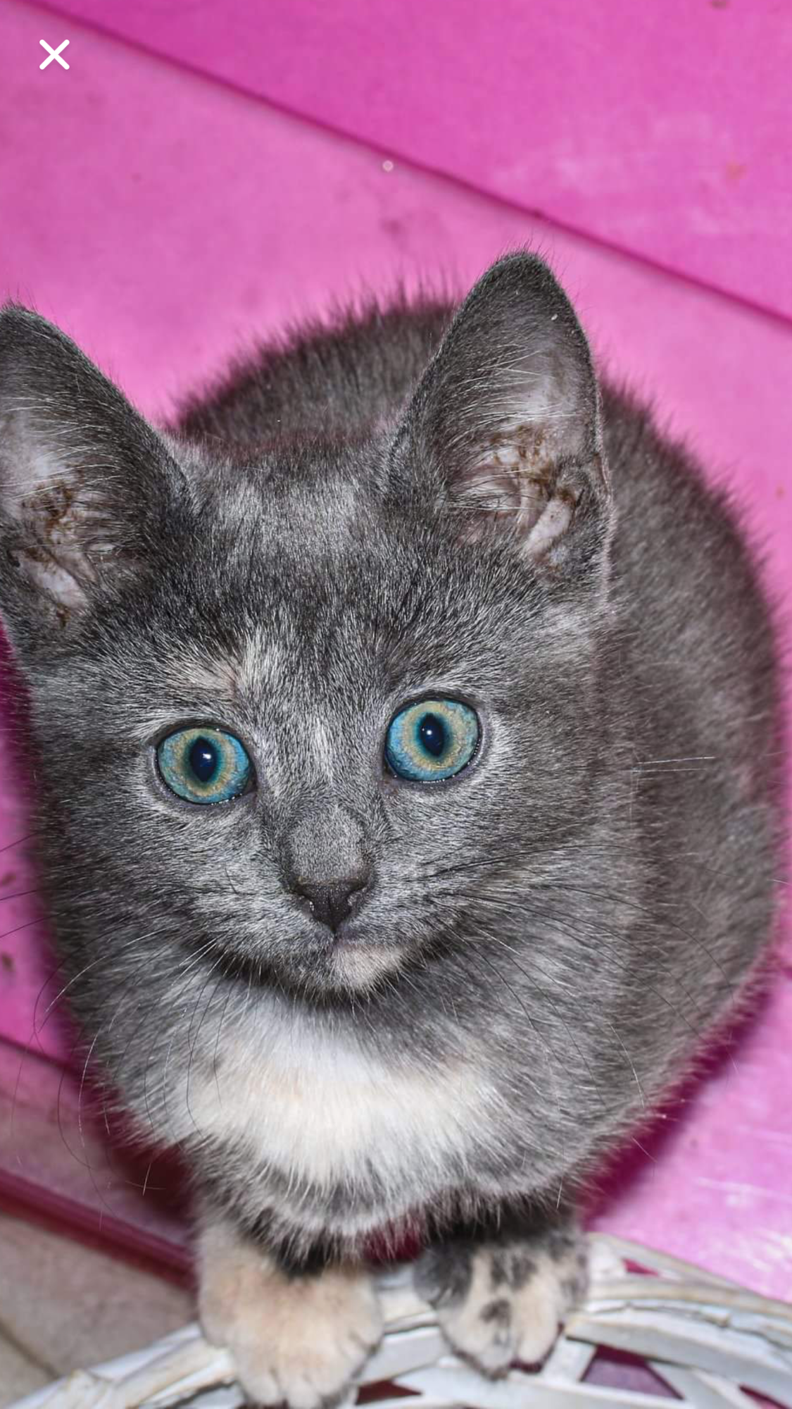 Cyan - Female Domestic Short Hair Cat in QLD - PetRescue