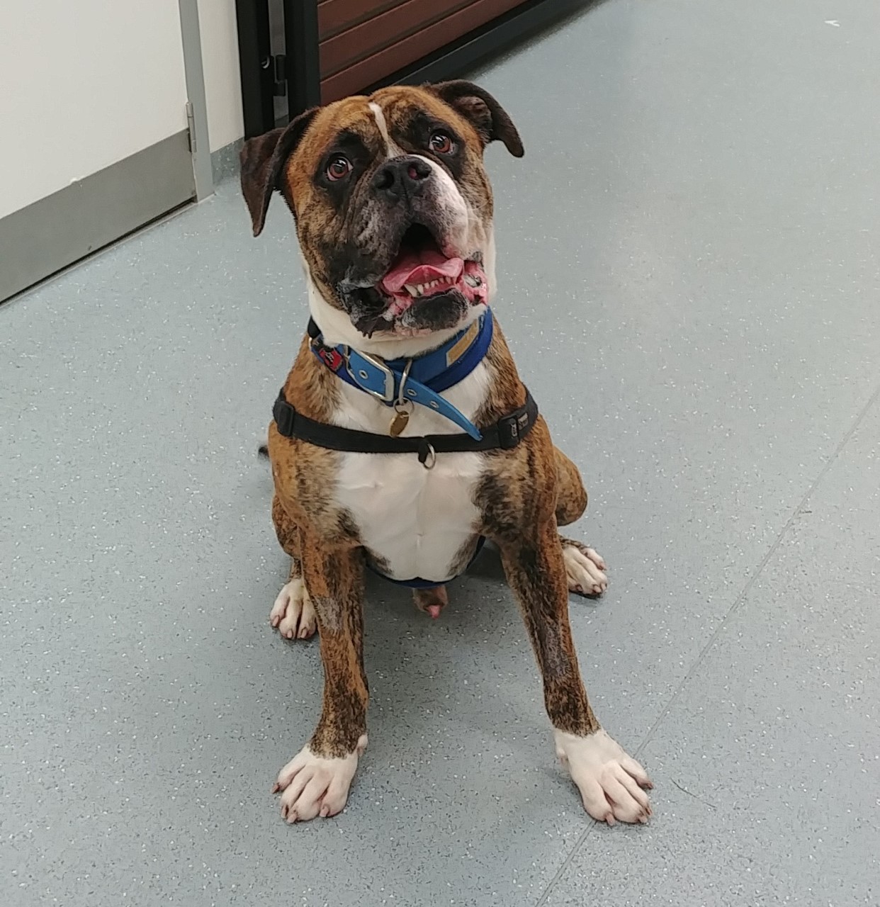 Caesar - Large Male American Bulldog x Boxer Mix Dog in VIC - PetRescue