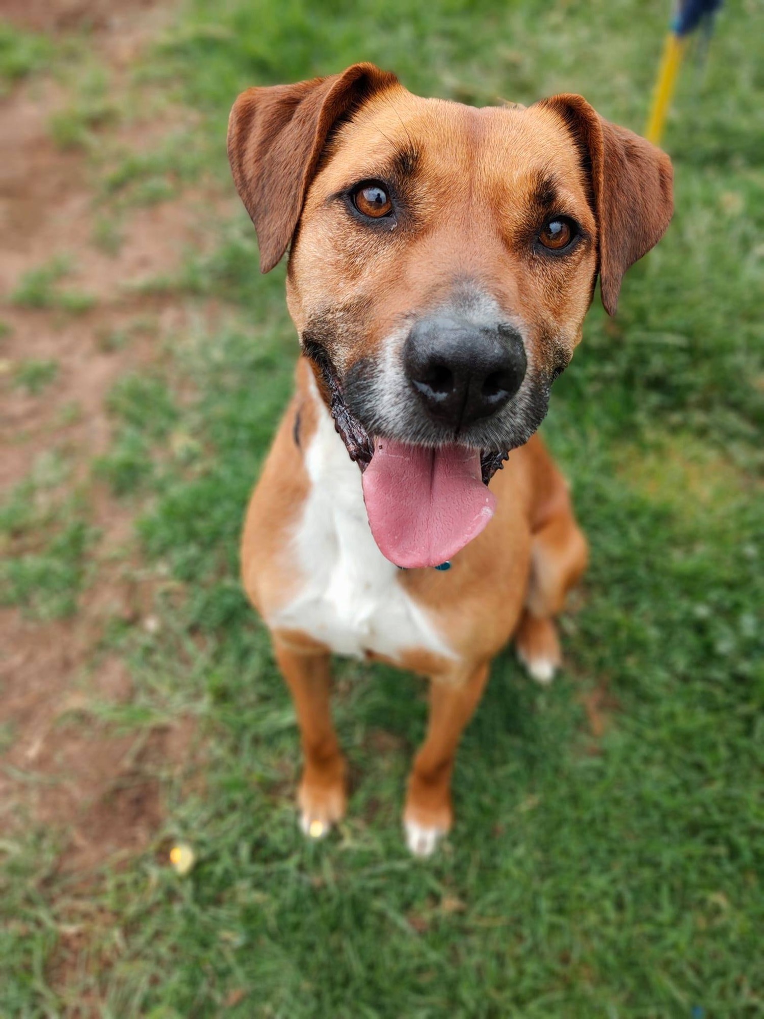 Kipper - Medium Male Boxer Mix Dog in VIC - PetRescue