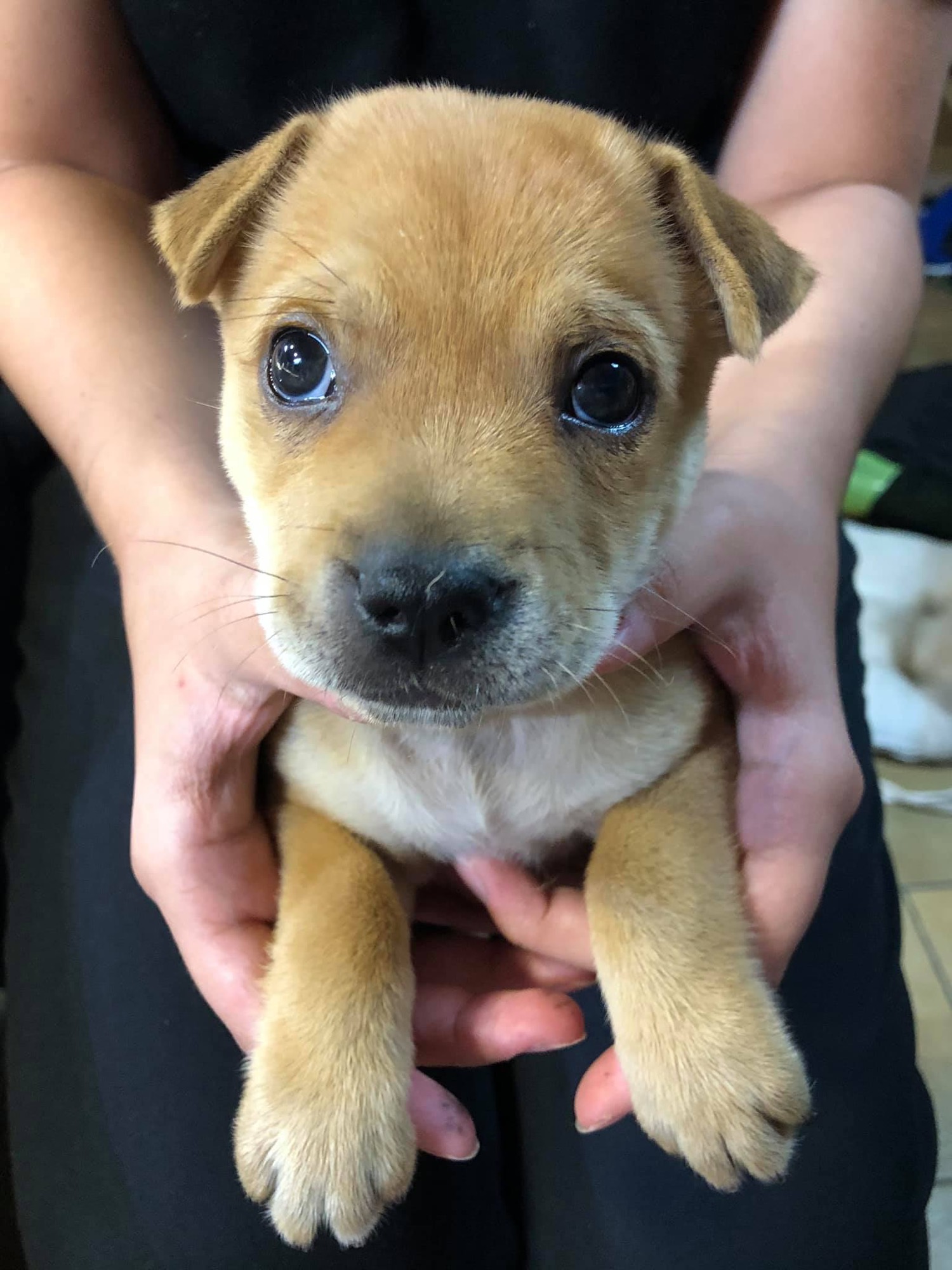 Skittles - Large Female Staffy x Maltese Dog in QLD - PetRescue
