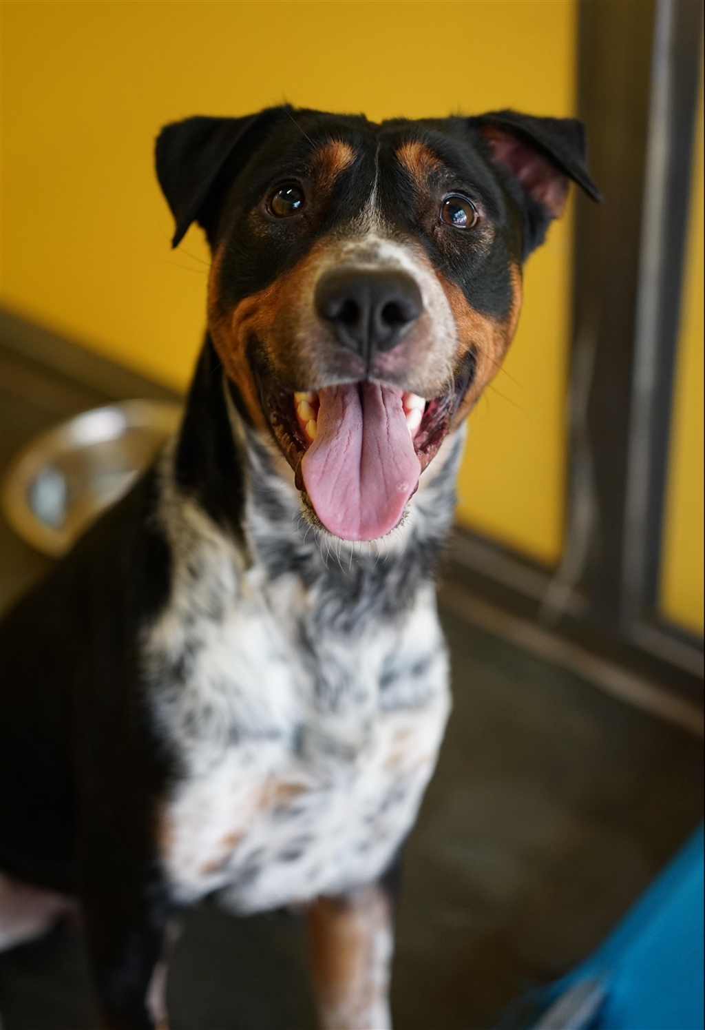 Bruno - Large Male Australian Cattle Dog x Rottweiler Mix Dog in QLD ...