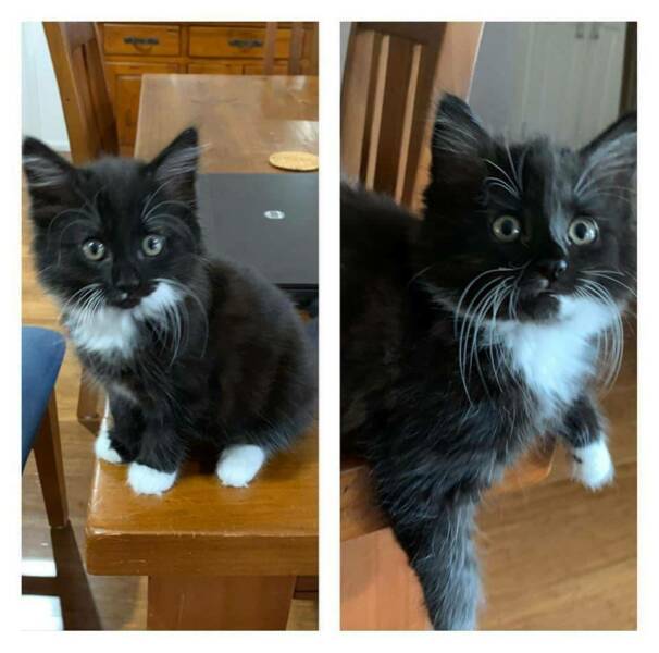 Zeb - Female Domestic Short Hair Cat in QLD - PetRescue