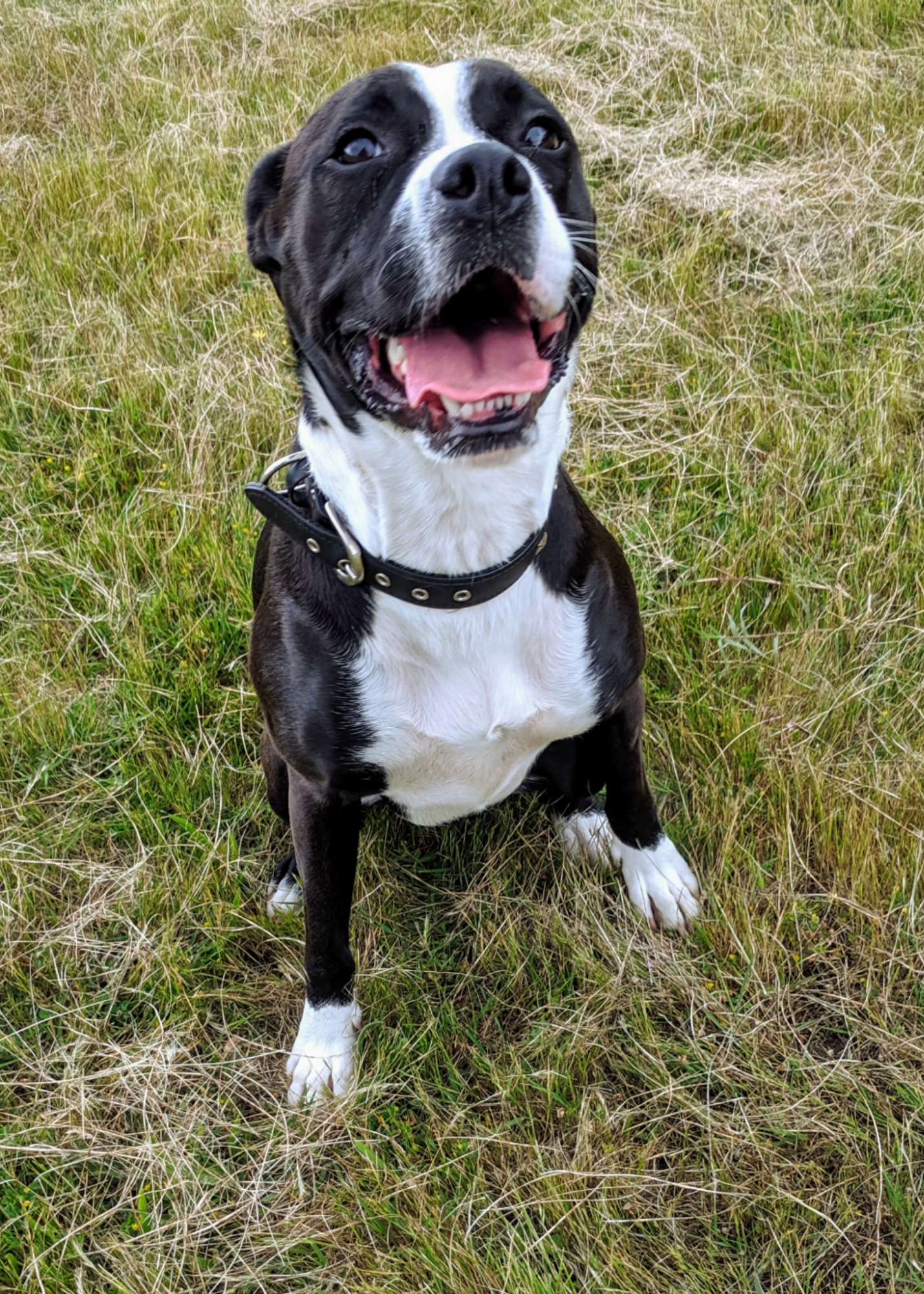 Luna - Medium Female Boxer Mix Dog in VIC - PetRescue