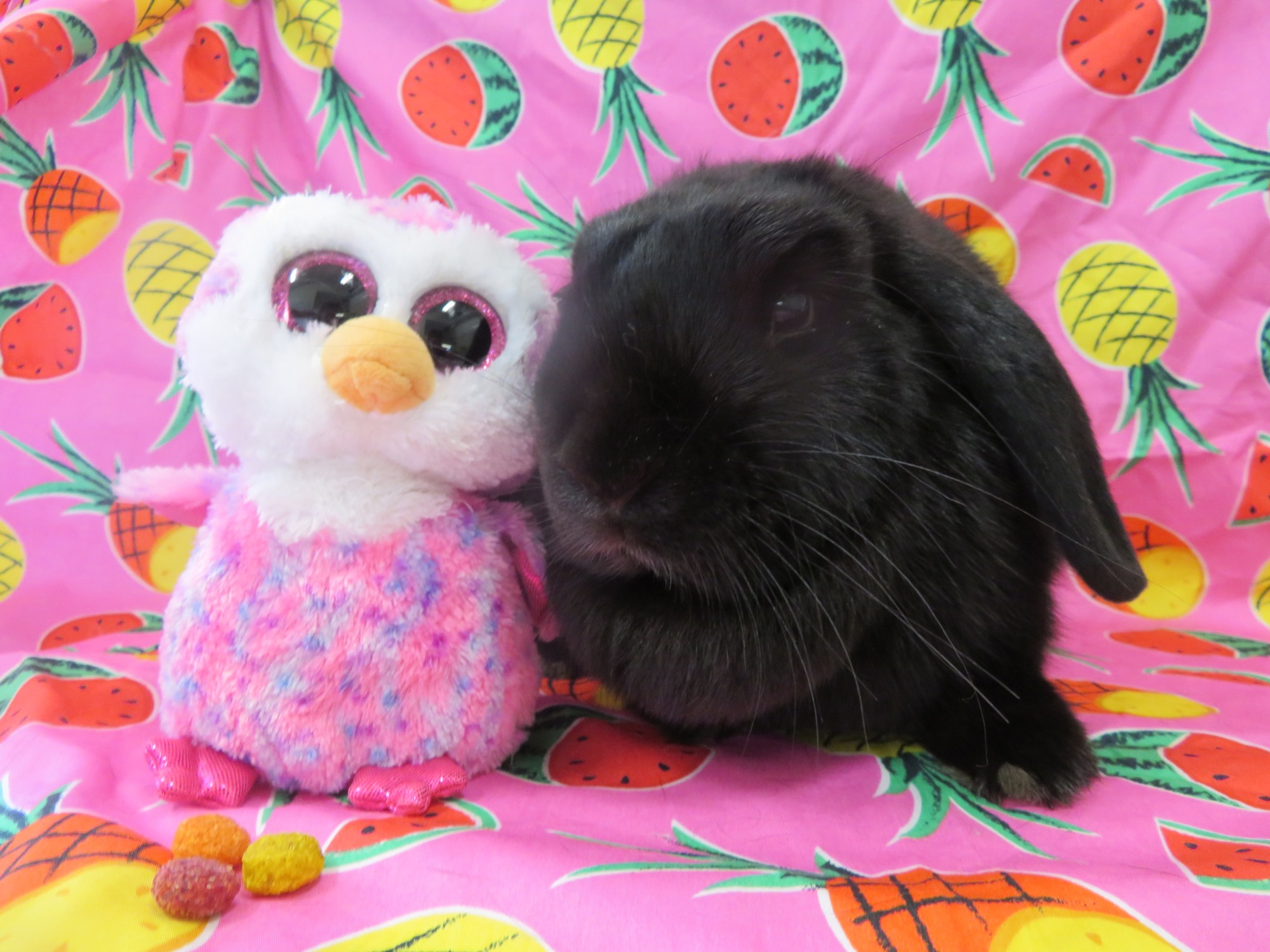 Ember - Female Mix Rabbit in VIC - PetRescue