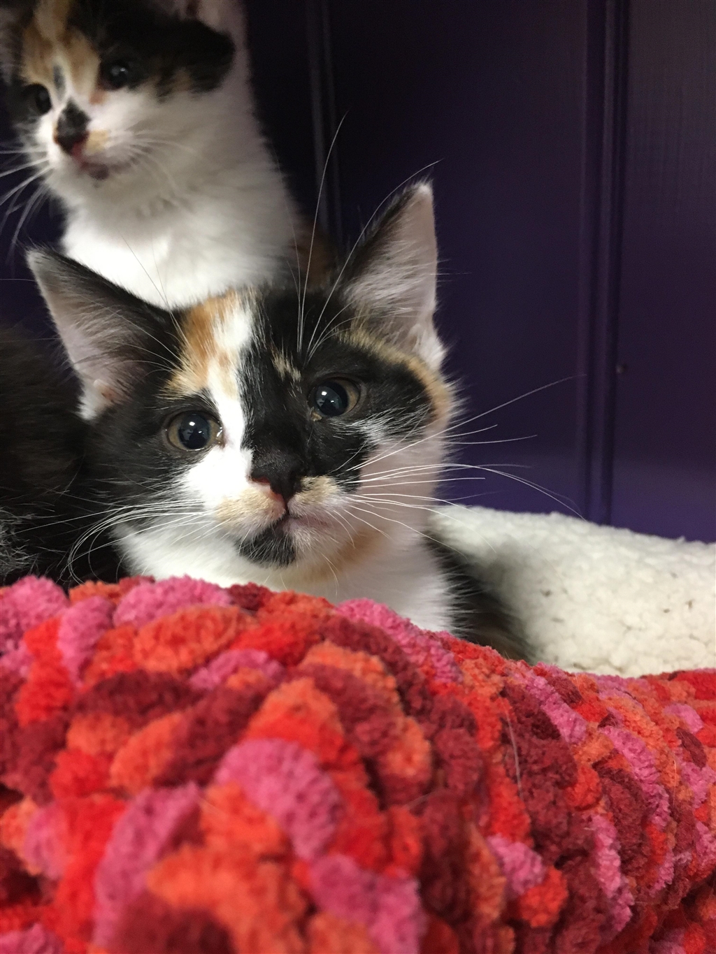 Mochi - Female Dmh Mix Cat in VIC - PetRescue