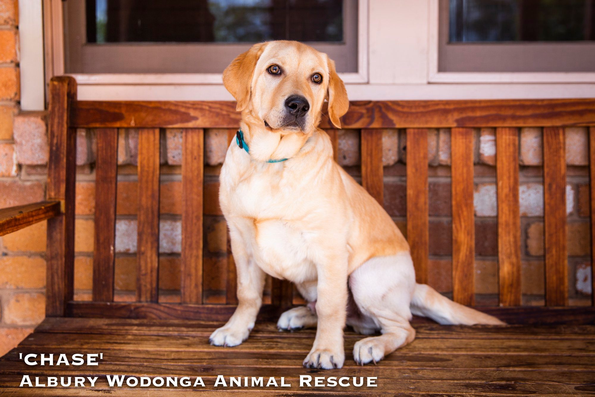 Chase - Medium Male Labrador Dog in NSW - PetRescue