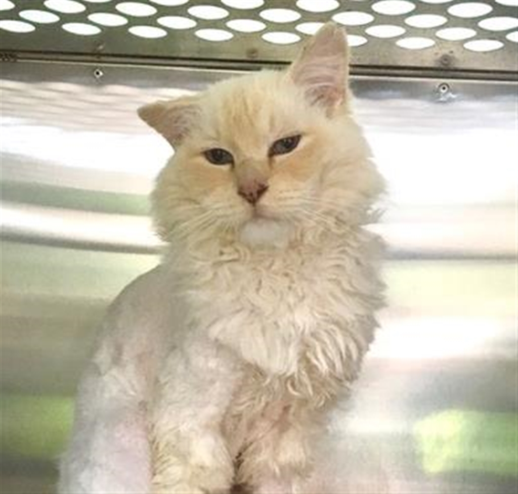 Angus - Male Ragdoll Mix Cat in ACT - PetRescue