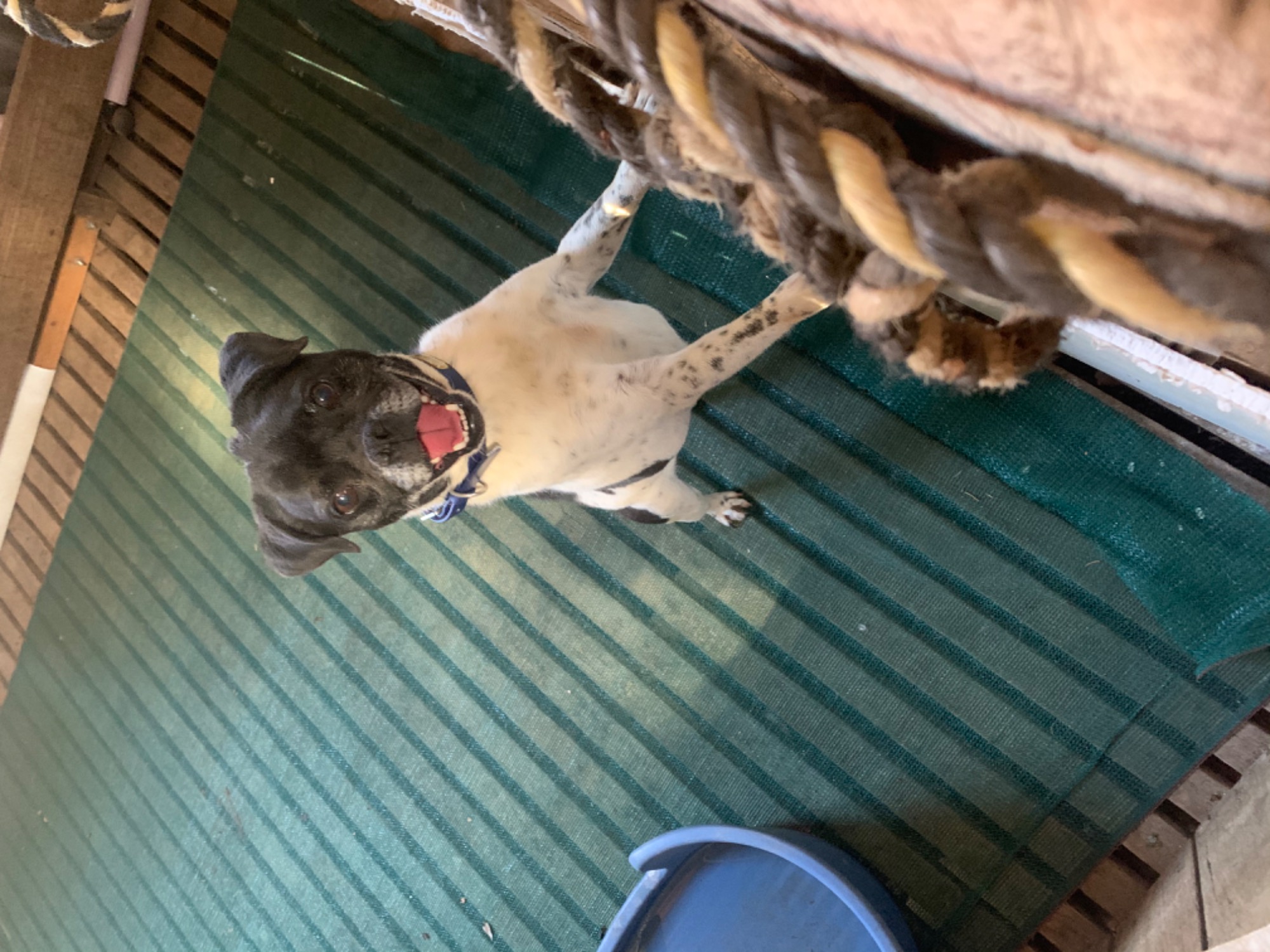 Dozer - Small Male Pug Mix Dog in NSW - PetRescue