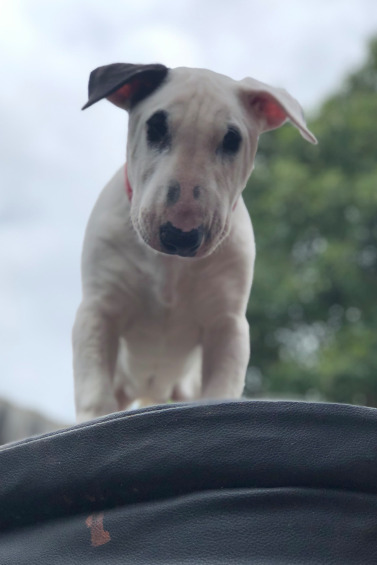 Ruby - foster carer needed - Medium Female Bull Terrier Dog in VIC ...