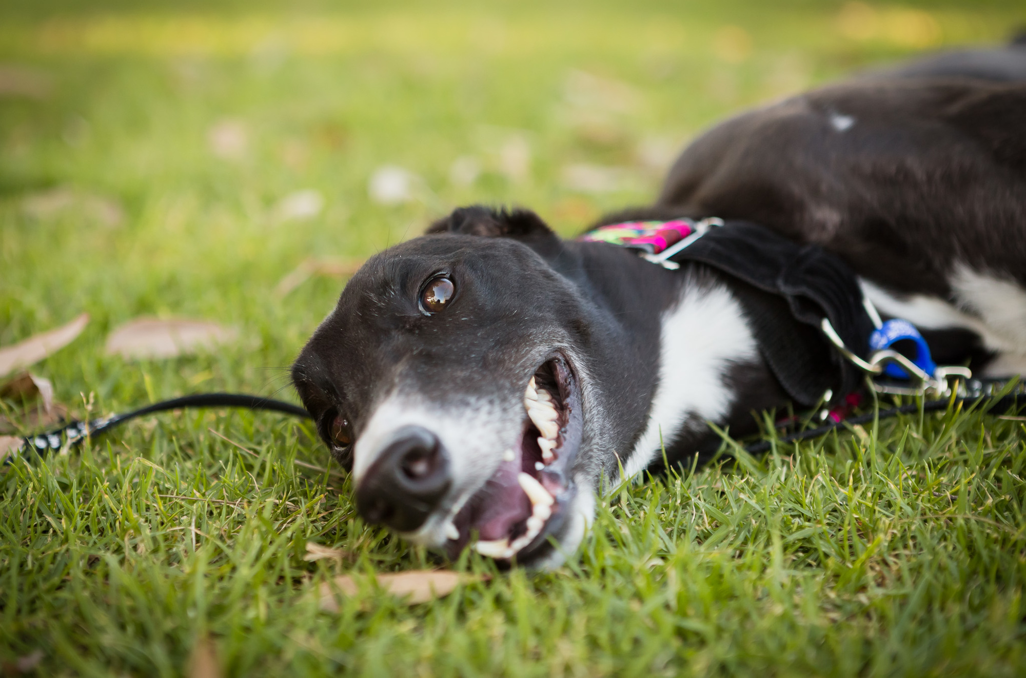 5 reasons to adopt Snaffles the tri-paw greyhound! - PetRescue