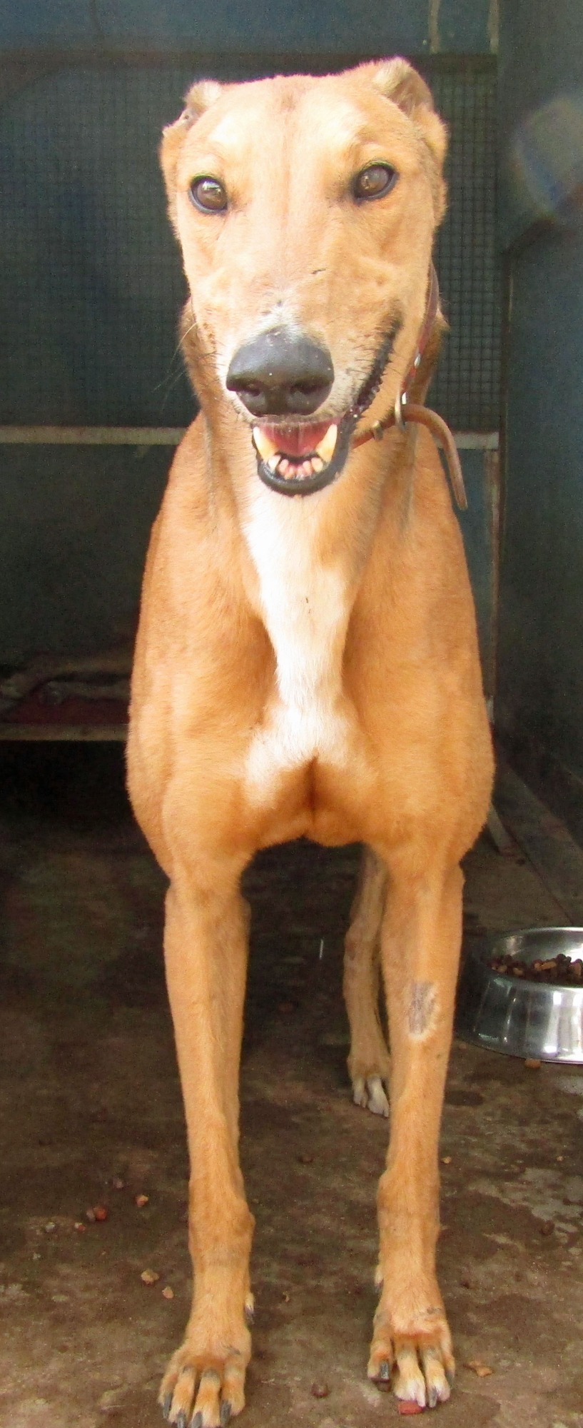 Vinnie - Large Male Greyhound Dog in NSW - PetRescue