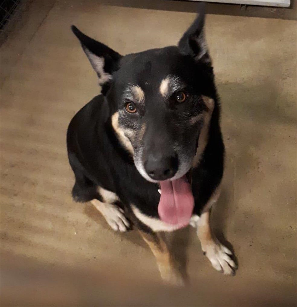 Boots - Medium Male German Shepherd Mix Dog in QLD - PetRescue