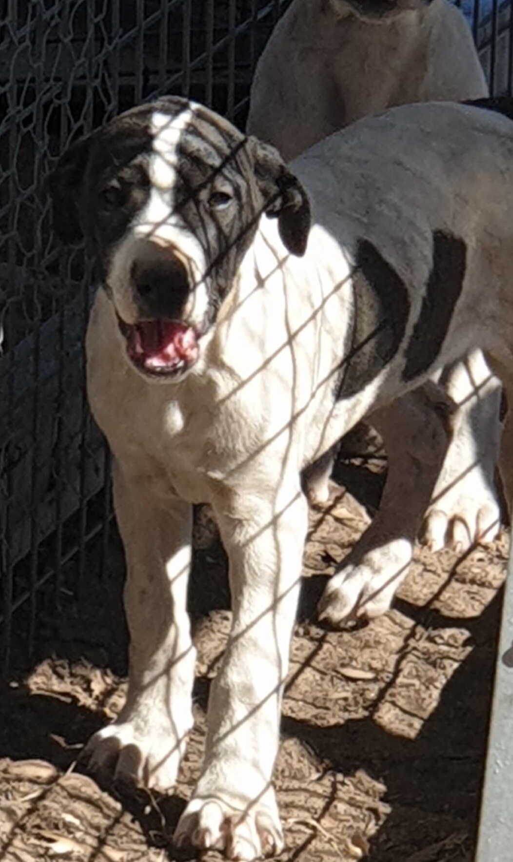 Apollo - Large Male Great Dane x Pointer Mix Dog in NSW - PetRescue