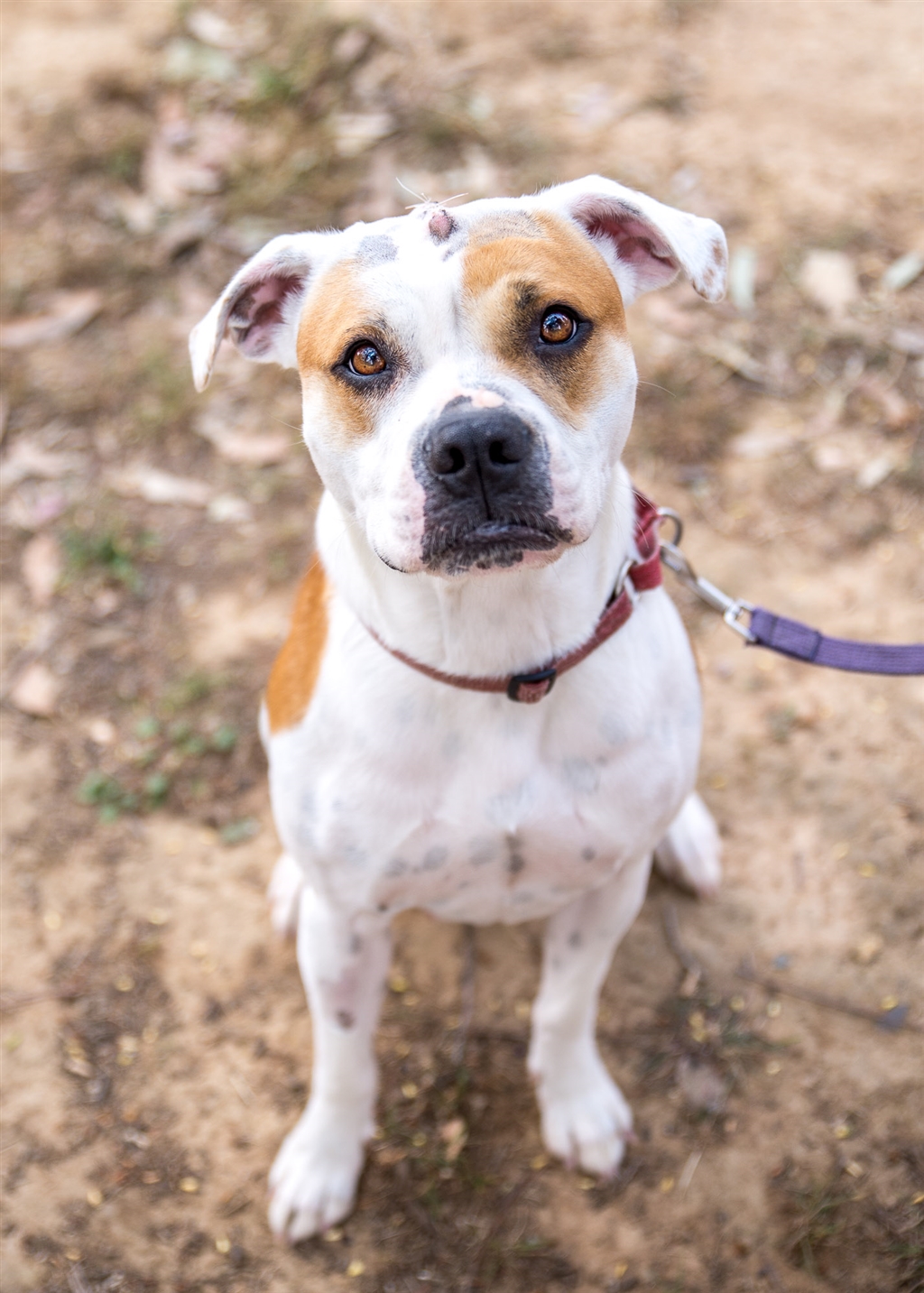 Kharli - Medium Female Mastiff x American Staffi Mix Dog in NSW - PetRescue