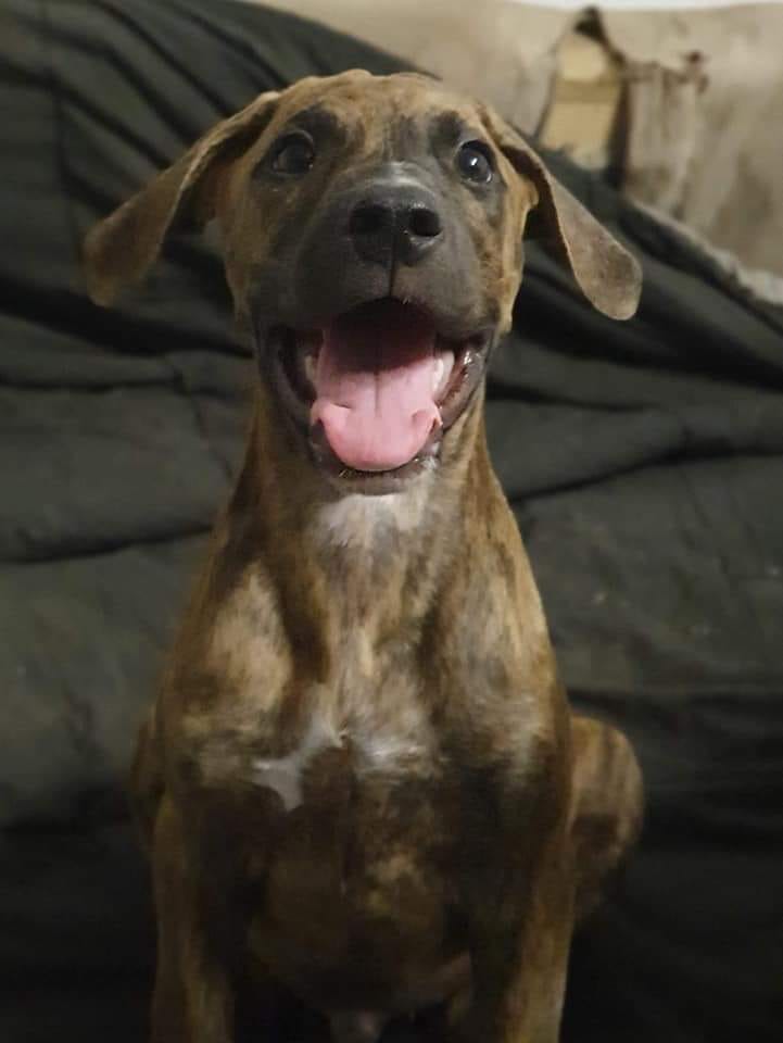 Stella - Large Female Bull Arab Dog in QLD - PetRescue