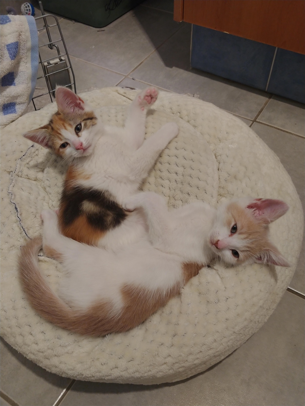 Koffee - Female Domestic Short Hair Mix Cat in QLD - PetRescue