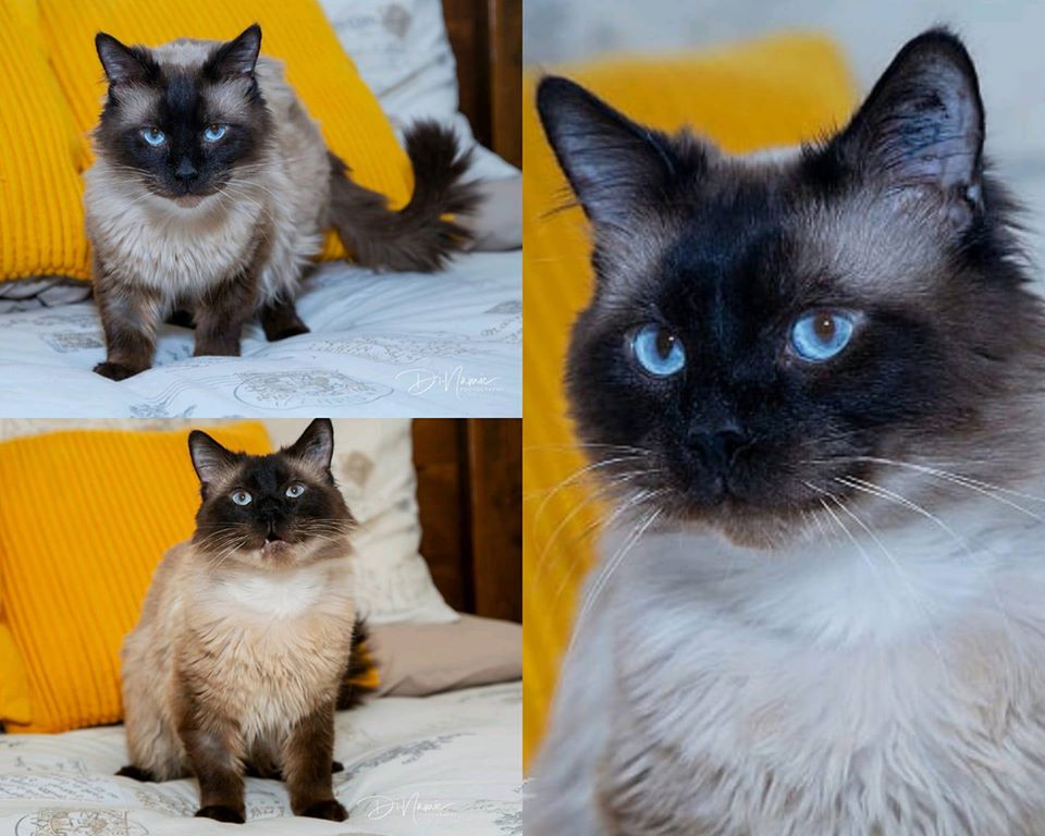 1786 - Bentley - Male Ragdoll Cat in WA - PetRescue