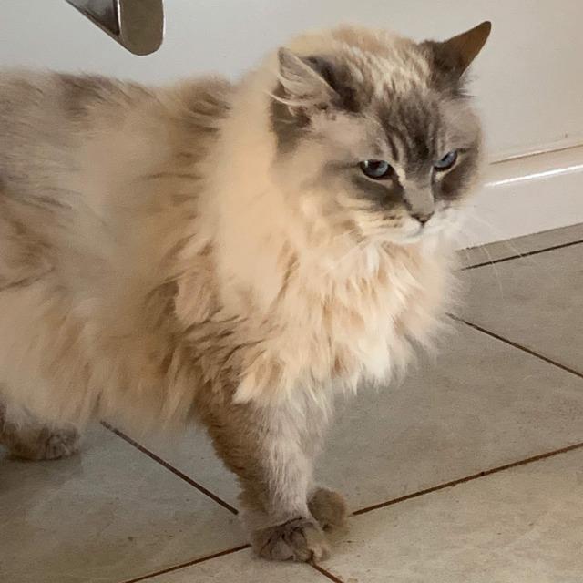 Tipsy - Female Ragdoll Cat in WA - PetRescue