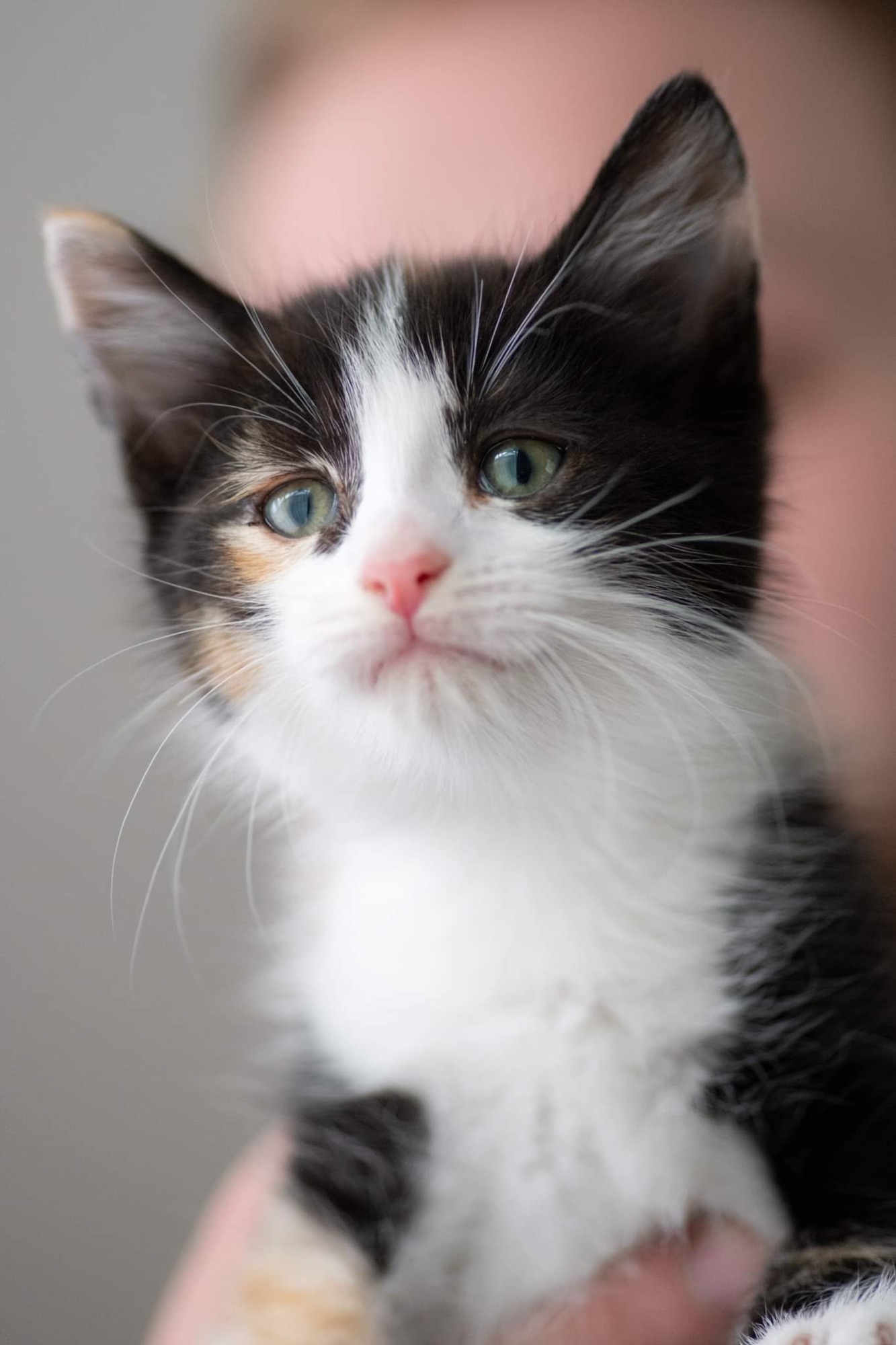 Zigi - Female Domestic Short Hair Cat in VIC - PetRescue