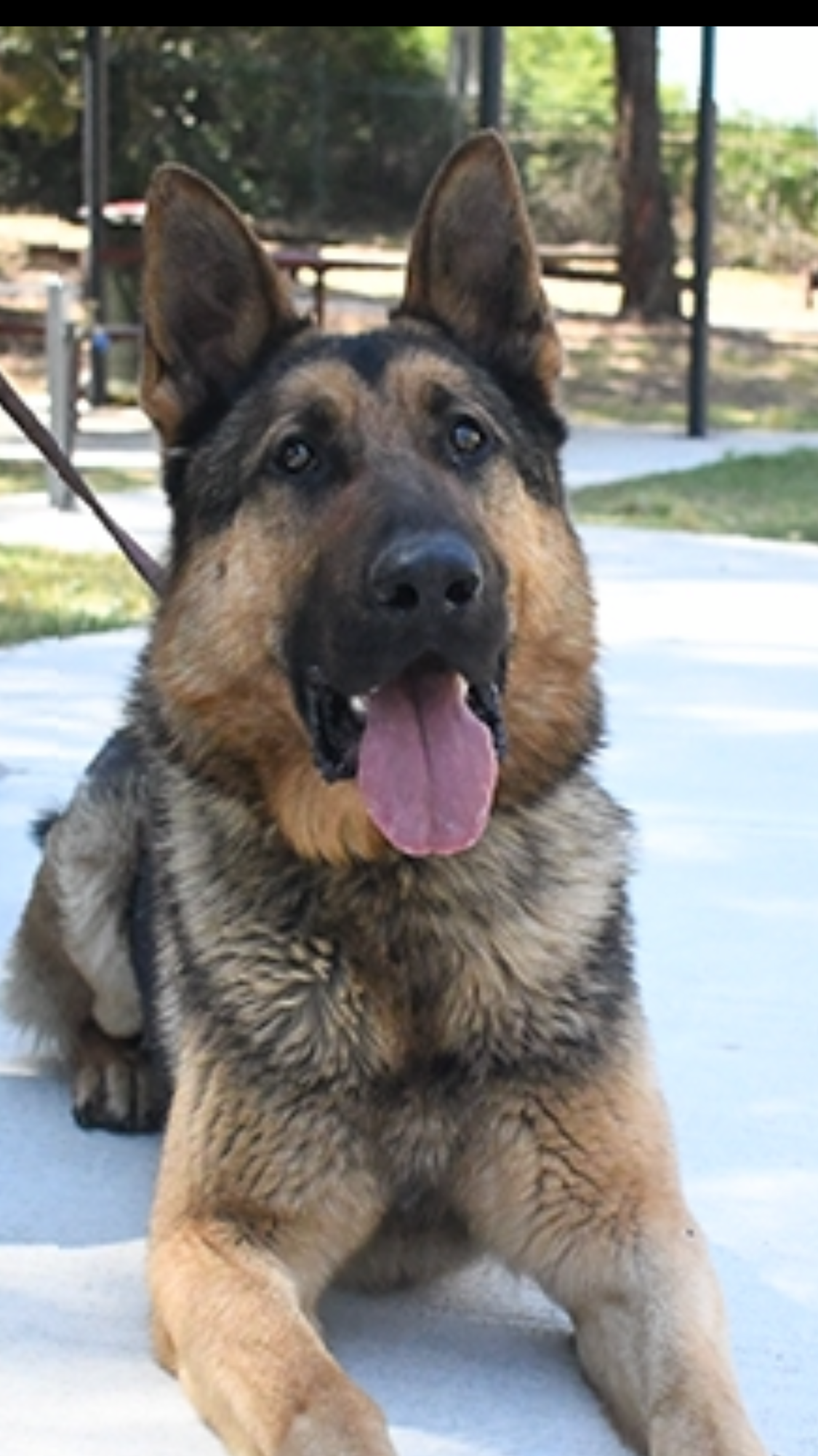 Zeus - Large Male German Shepherd Dog in NSW - PetRescue