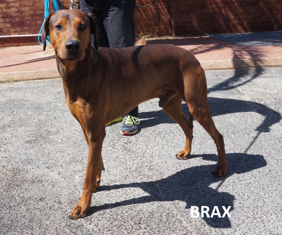 Brax - Large Male Doberman x Rhodesian Ridgeback Dog in WA - PetRescue