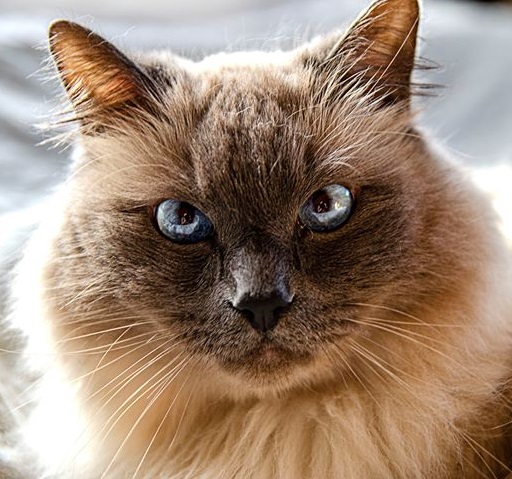 Blaze - Male Ragdoll Cat in QLD - PetRescue