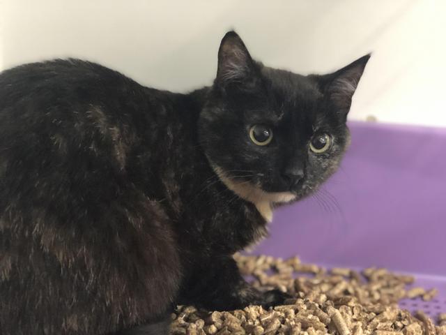 Sheeva - Female Domestic Short Hair Cat in TAS - PetRescue