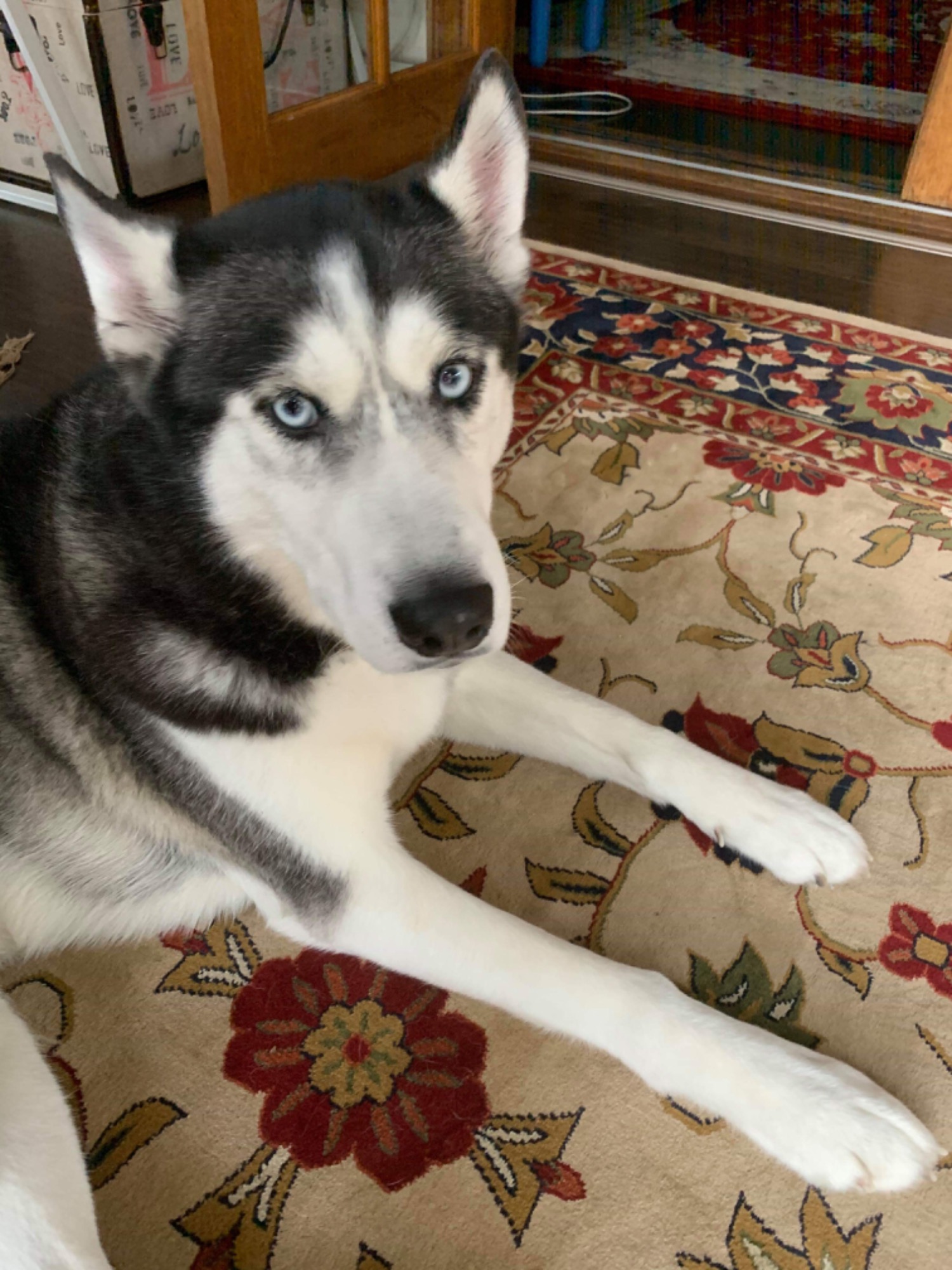 Bluey - Medium Male Siberian Husky Dog in VIC - PetRescue