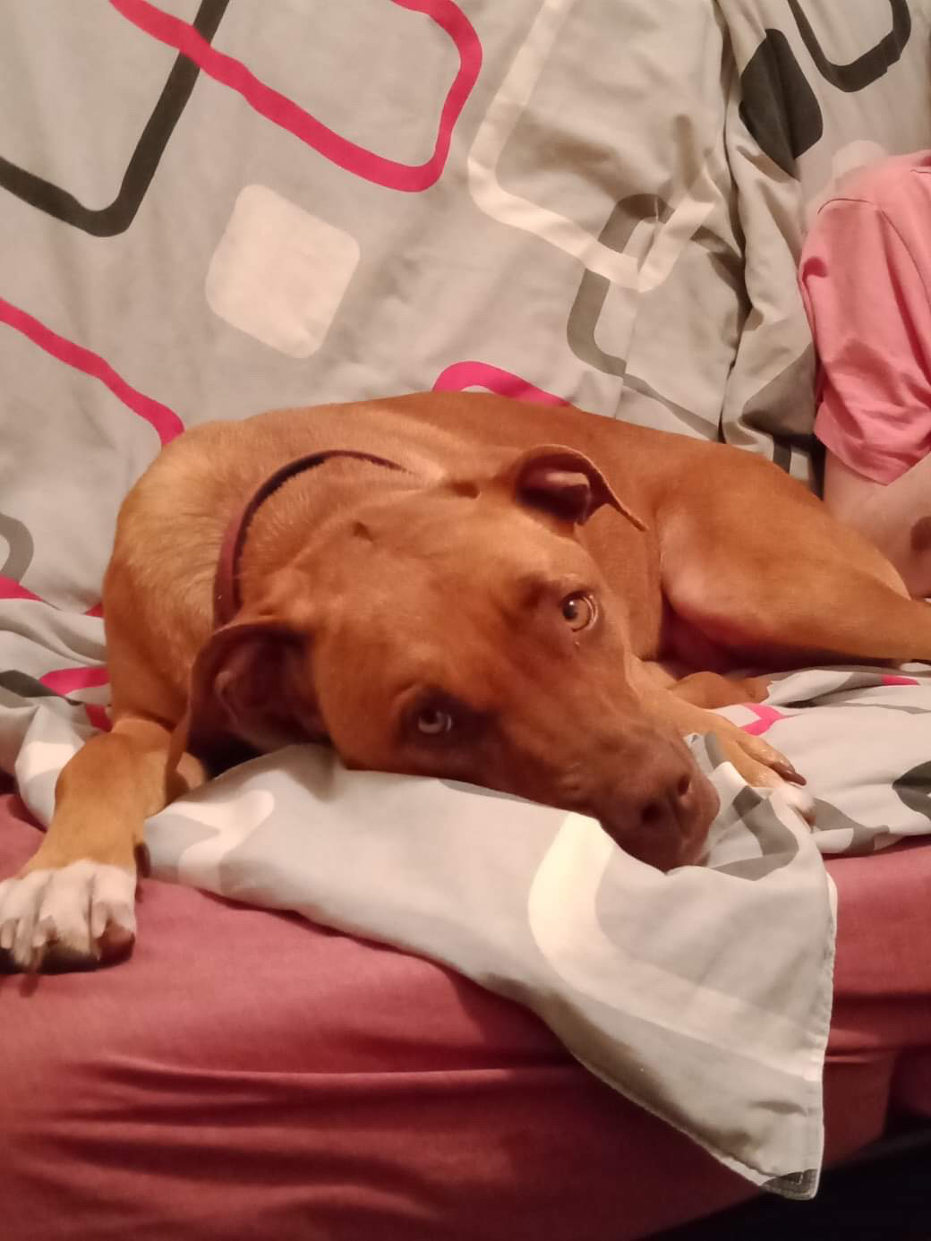 Prudence DB239 - Medium Female Staffy x Rhodesian Ridgeback Mix Dog in ...