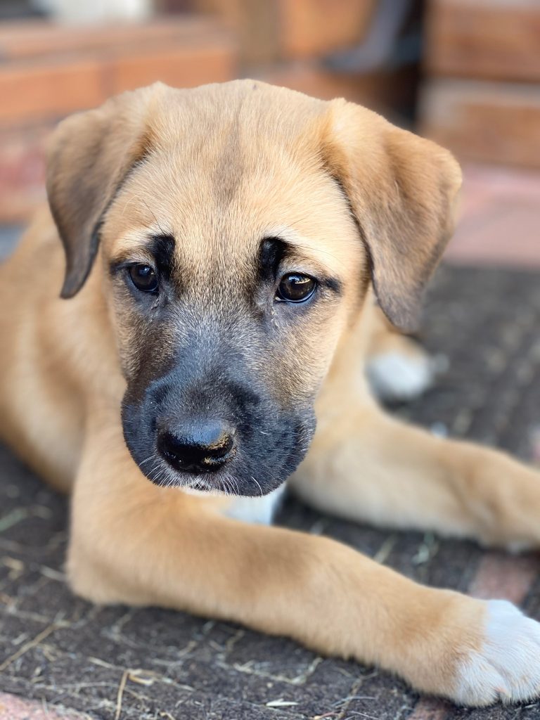 Powder Puff - Large Female Labrador Mix Dog in NSW - PetRescue