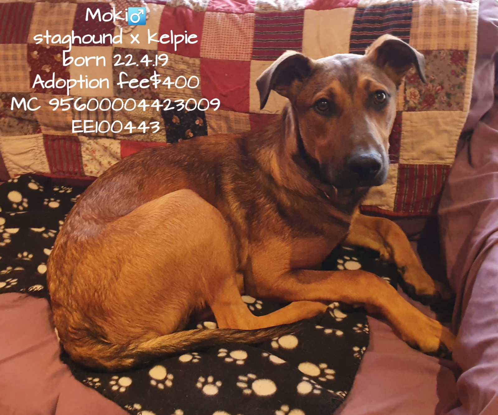 Moki - Medium Male Staghound x Kelpie Mix Dog in VIC - PetRescue