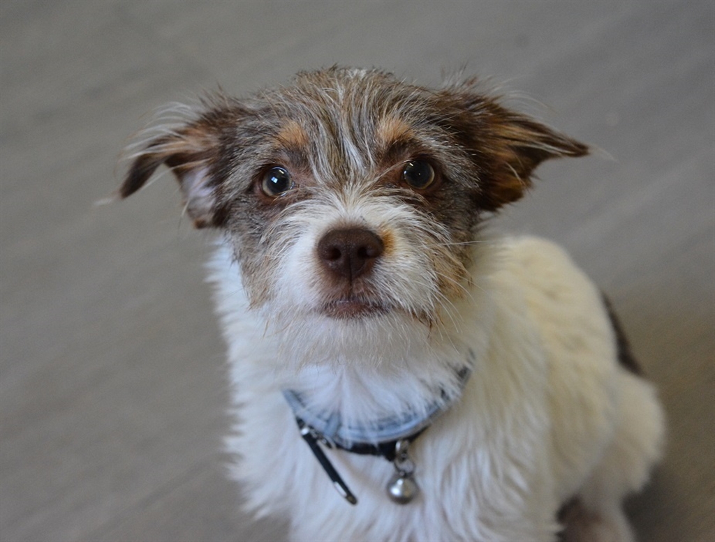 Belinda - Small Female Wirehaired Jack Russell Terrier Mix Dog in QLD ...