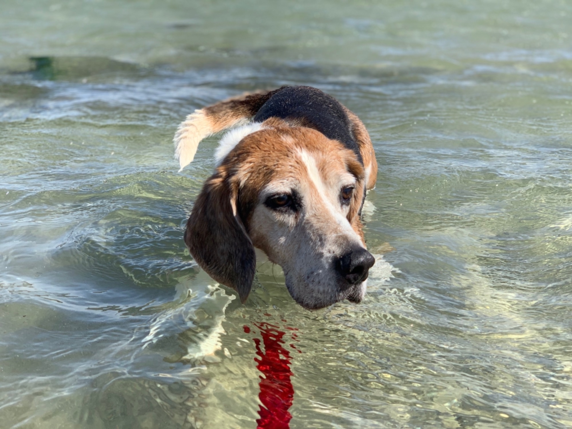 Dan - Medium Male Beagle Dog in VIC - PetRescue