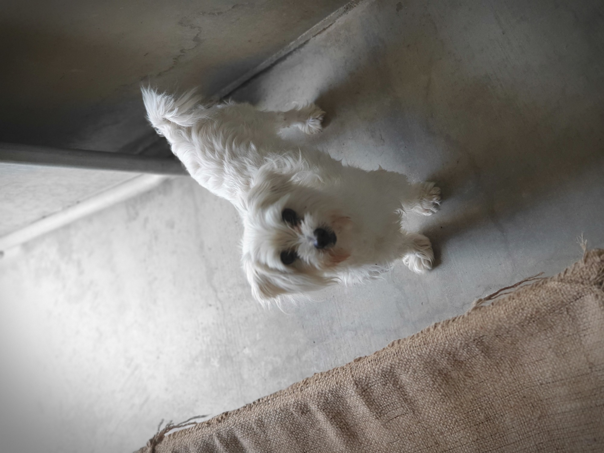 Jasper - Small Male Maltese Mix Dog in NSW - PetRescue