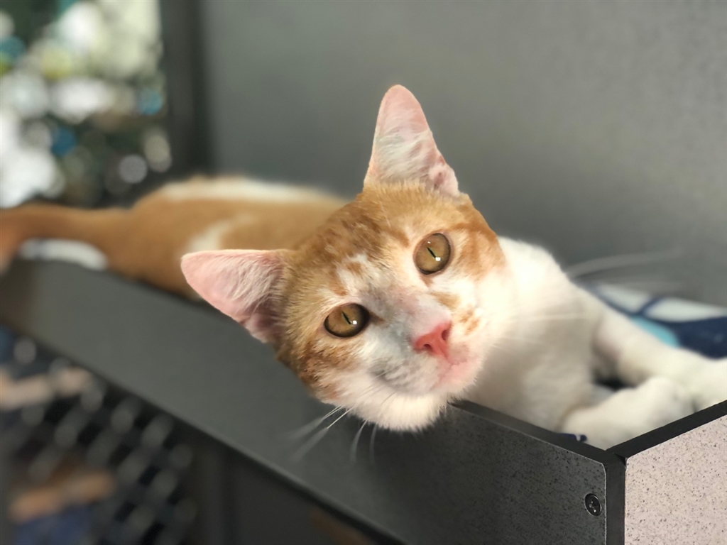 Kaleb - Male Domestic Short Hair Mix Cat in QLD - PetRescue