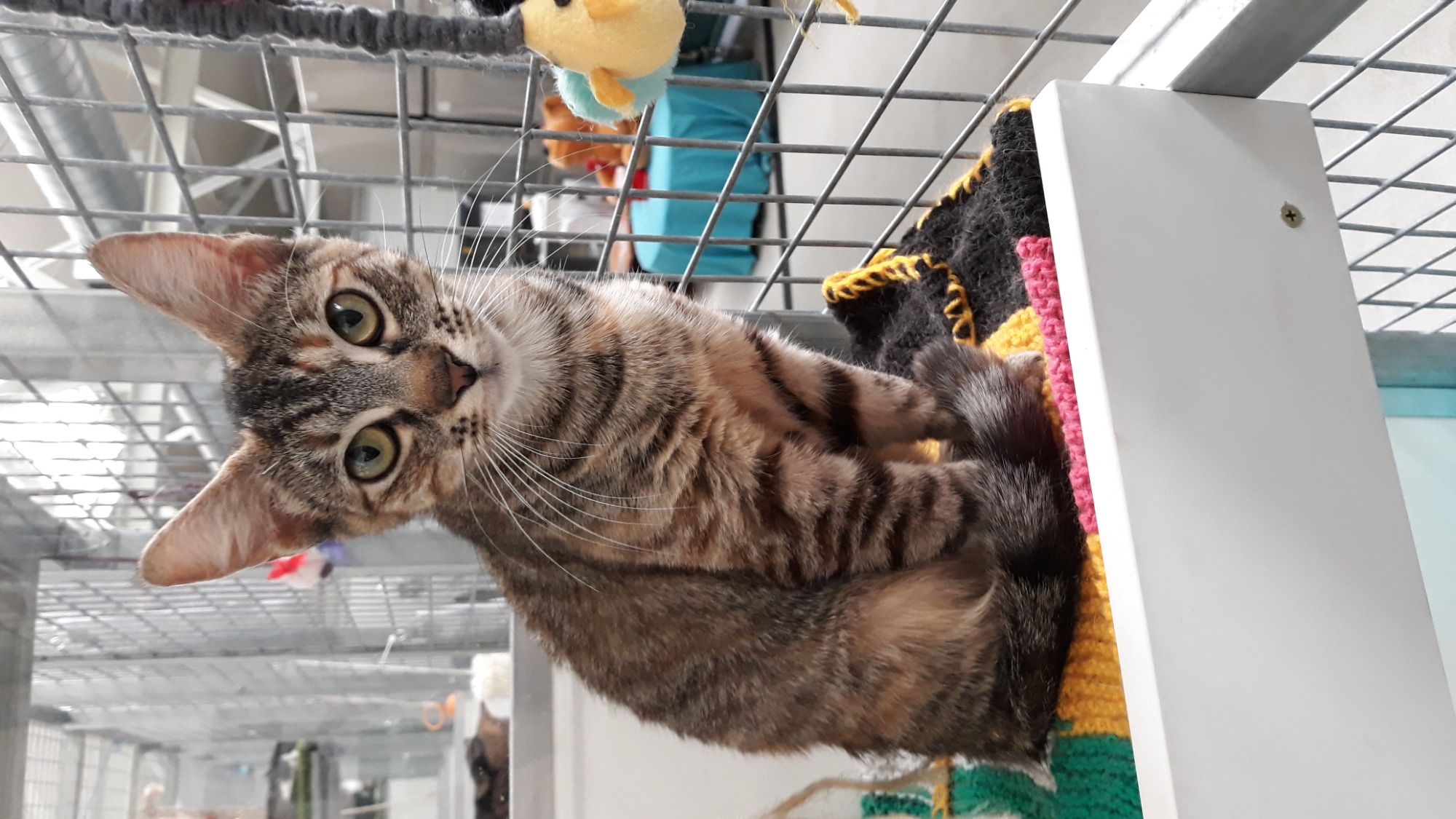 Payton - Female Domestic Short Hair Mix Cat in VIC - PetRescue