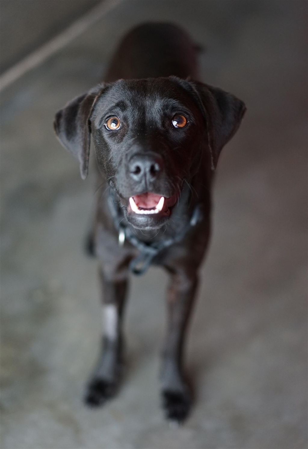 Maggie - Small Female Kelpie x Labrador Retriever Mix Dog in QLD ...
