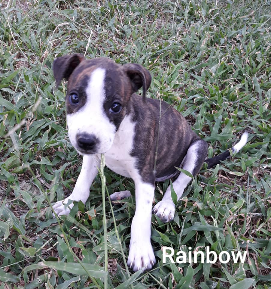 Rainbow - Large Female Staffordshire Bull Terrier Dog in QLD - PetRescue