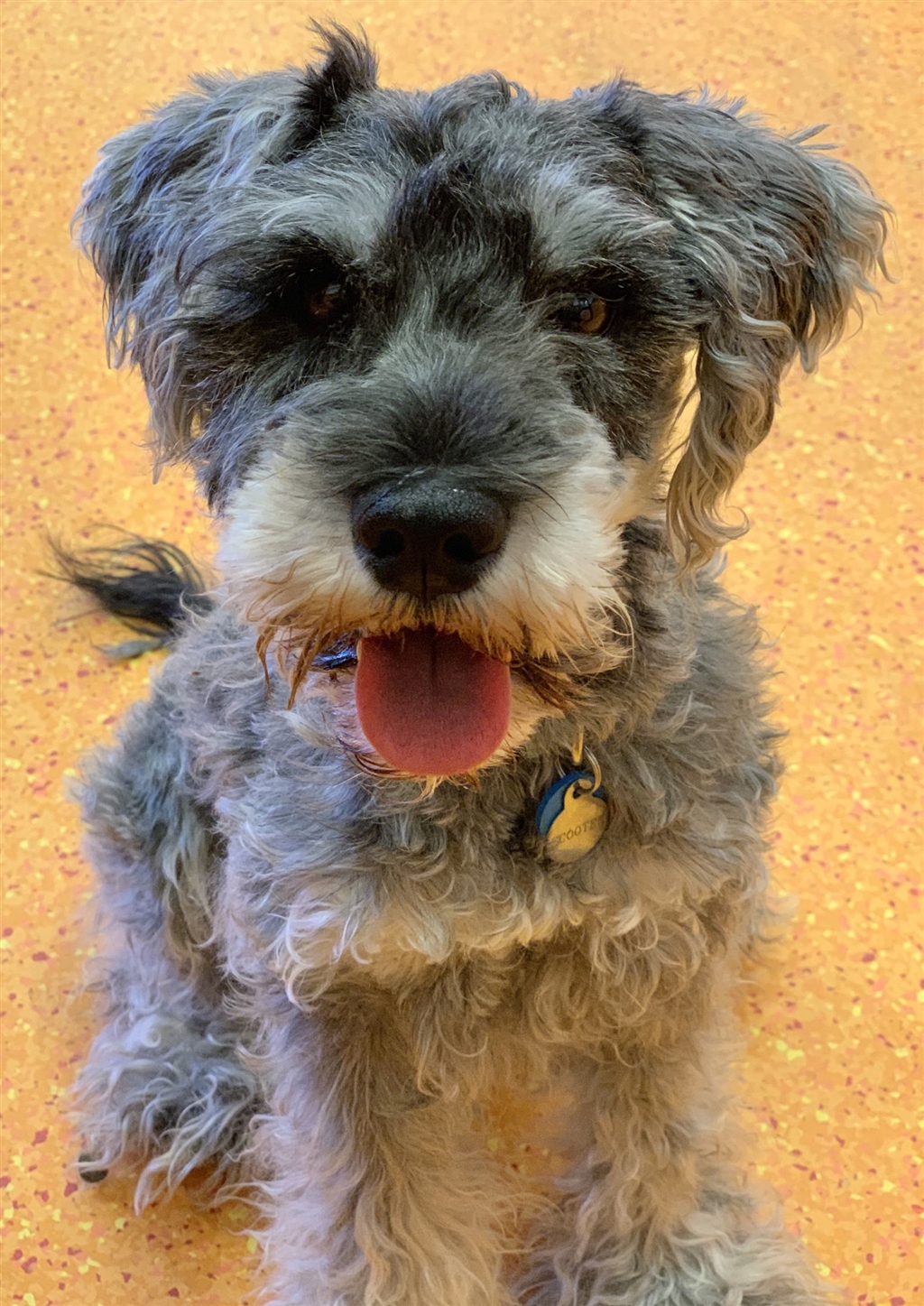 Scooter - Small Male Schnauzer, Miniature Dog in QLD - PetRescue