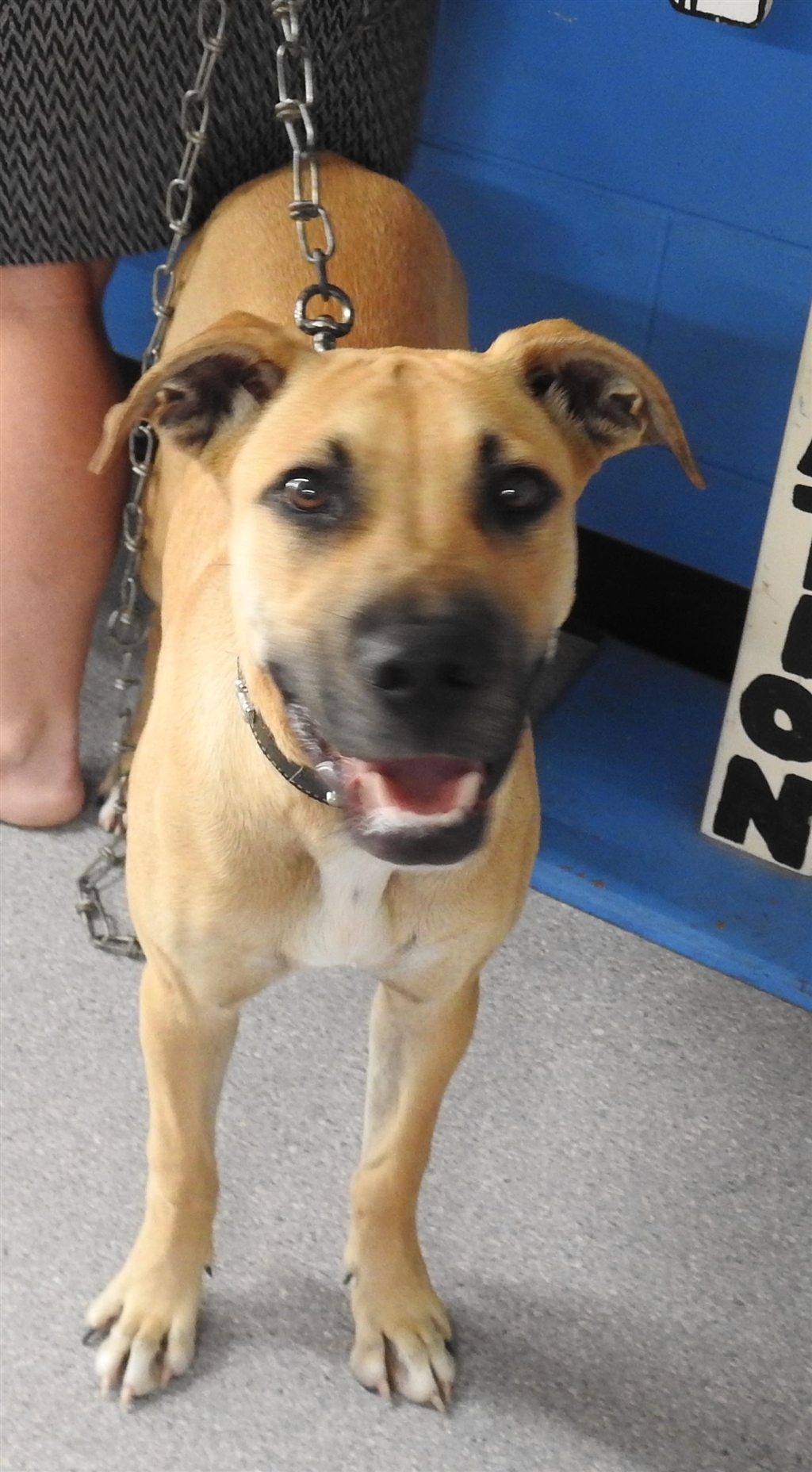 Sheila - Large Female Great Dane x Rhodesian Ridgeback Mix Dog in QLD ...