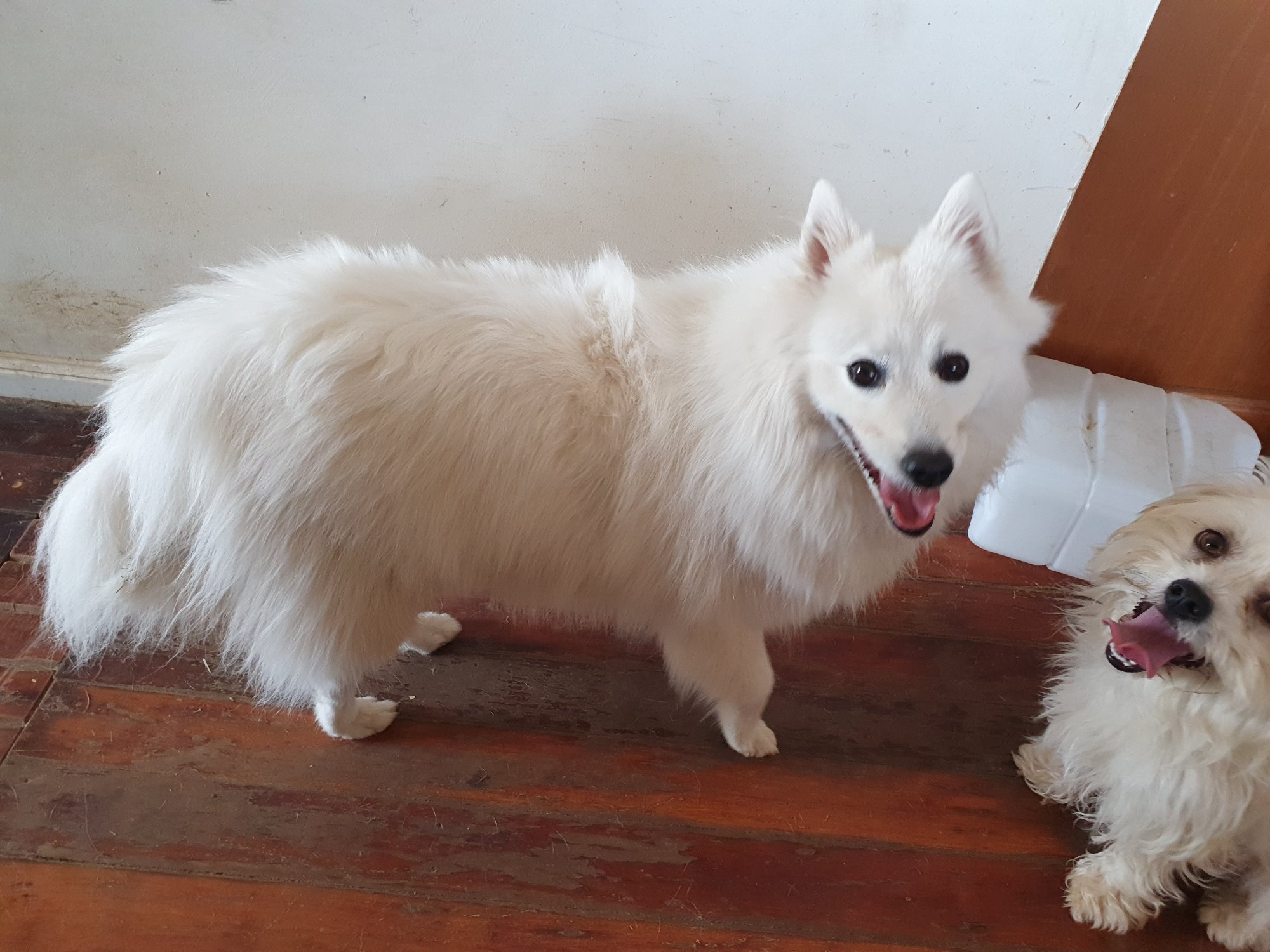 Kobie - Medium Male Spitz Dog in QLD - PetRescue