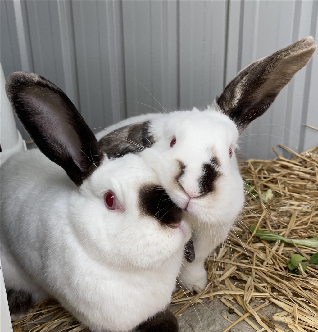 Flora - Female Bunny Rabbit Rabbit in ACT - PetRescue