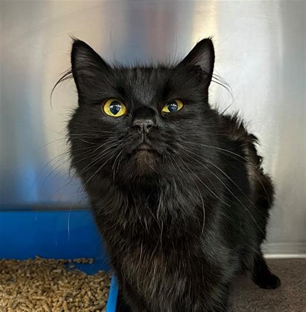 Merri - Female Domestic Medium Hair Cat in ACT - PetRescue