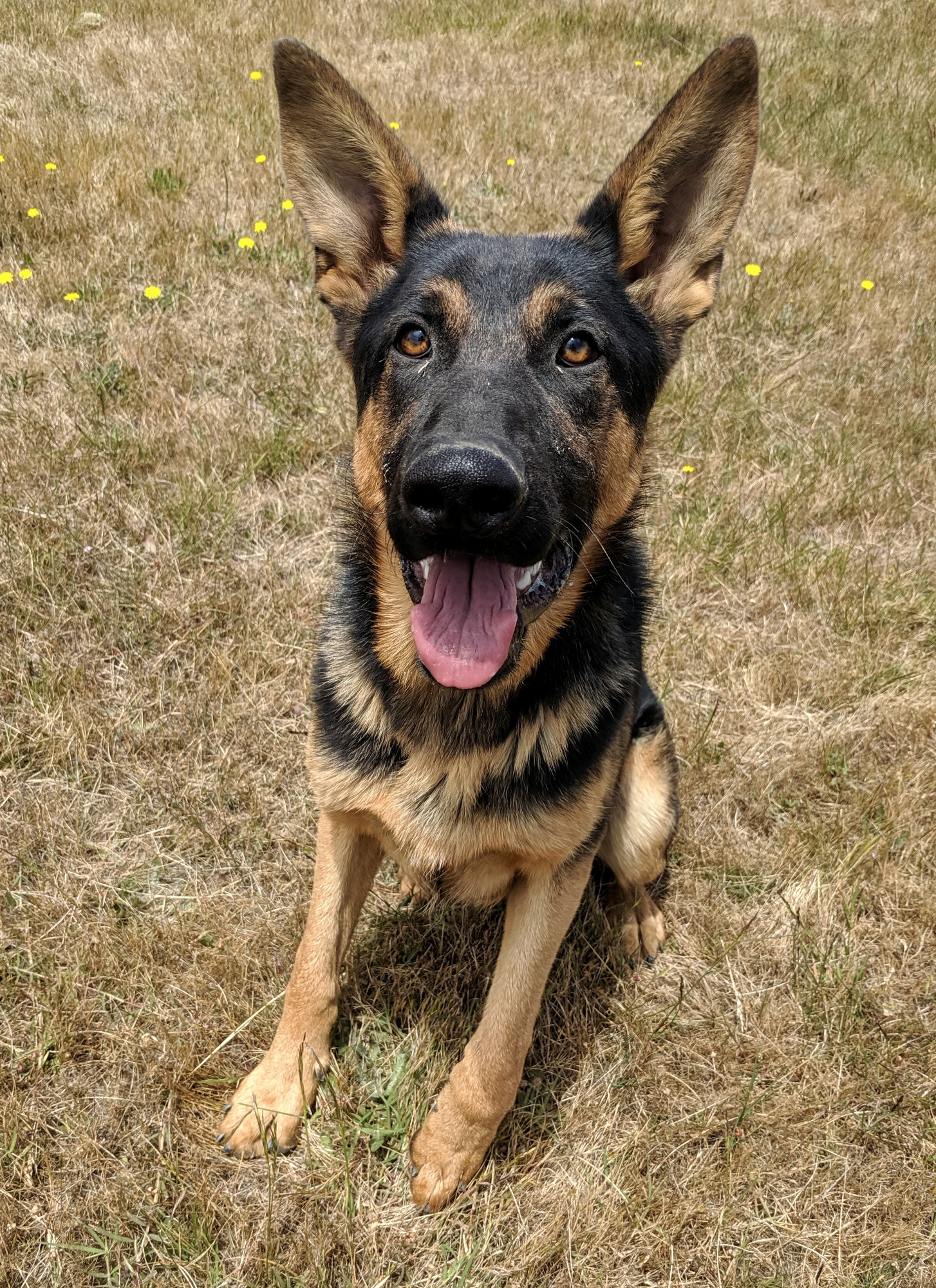 Napoleon - Large Male German Shepherd Dog in VIC - PetRescue